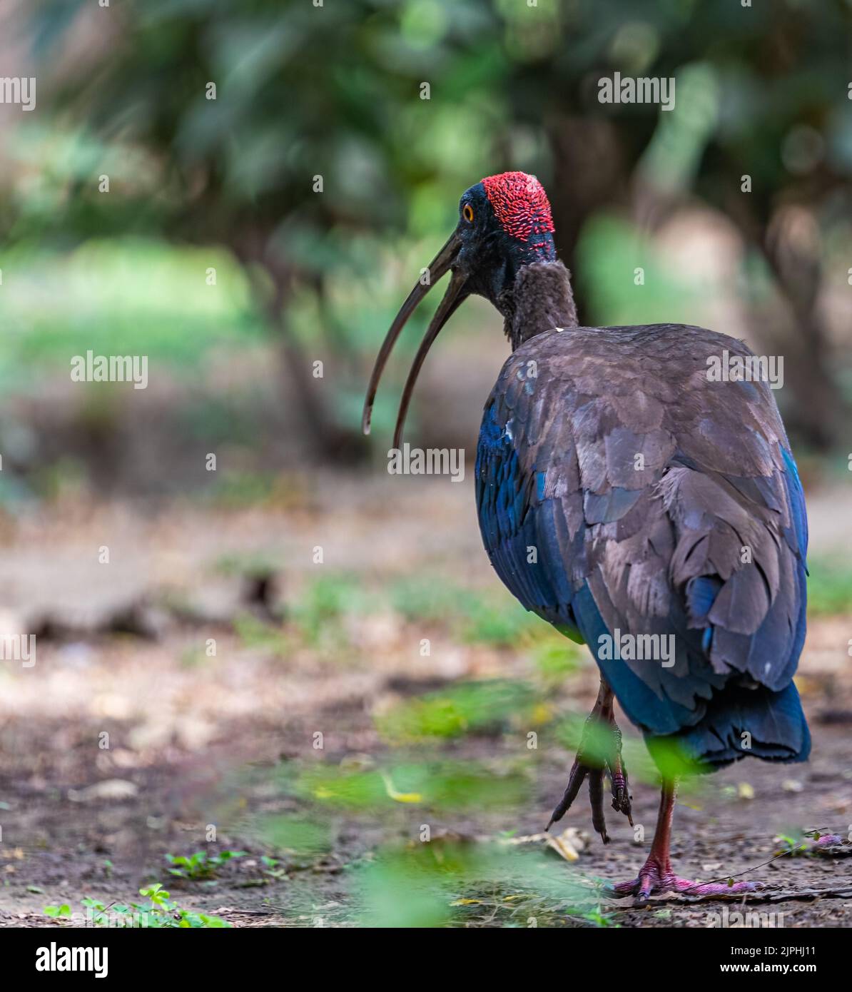 A Red naped Ibis going away and calling Stock Photo - Alamy