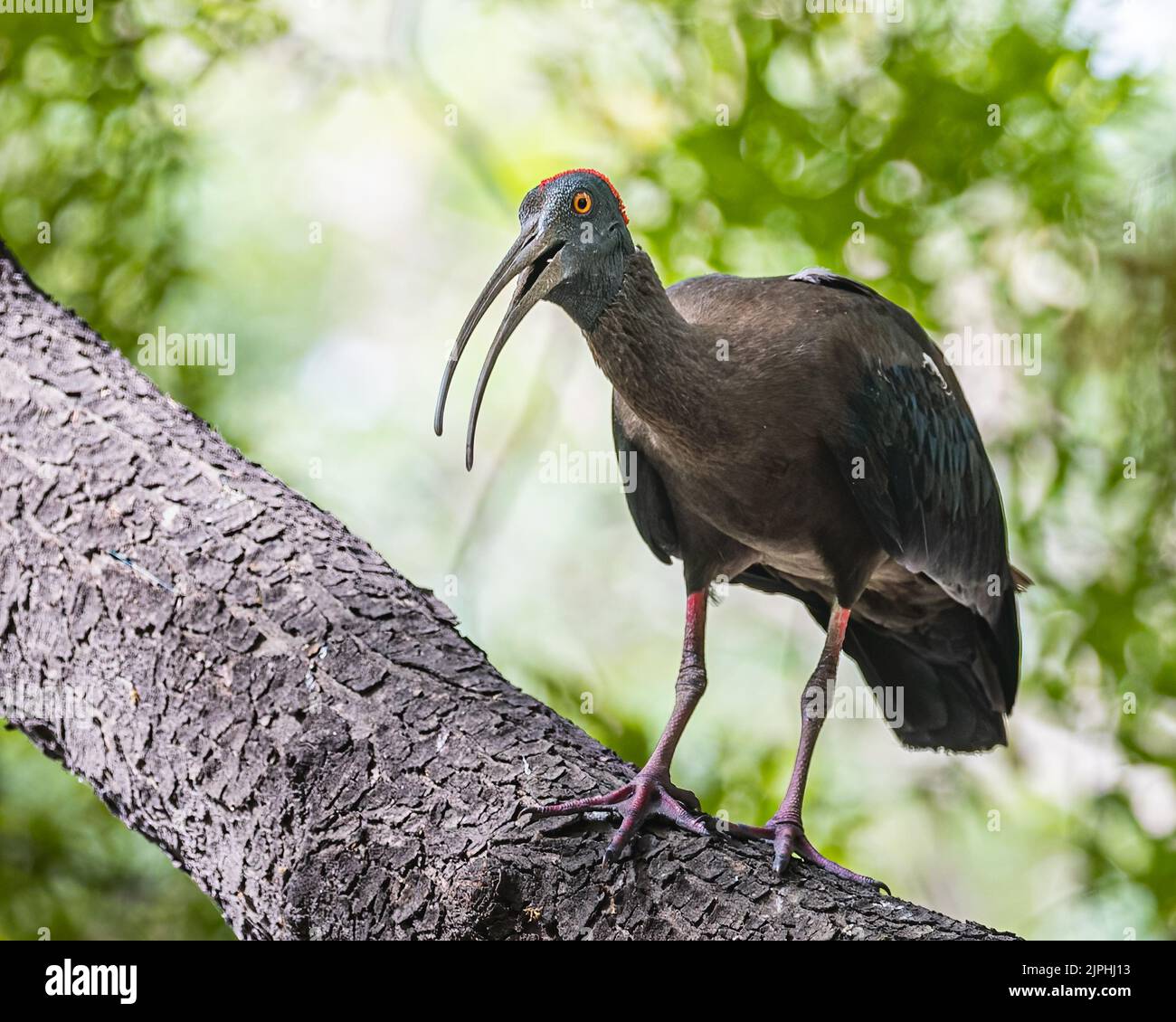 A Red Naped Ibis on a tree calling Stock Photo - Alamy
