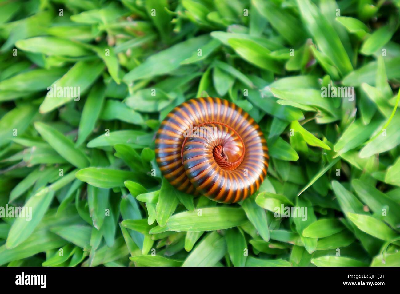 1000 legged worm hi-res stock photography and images - Alamy