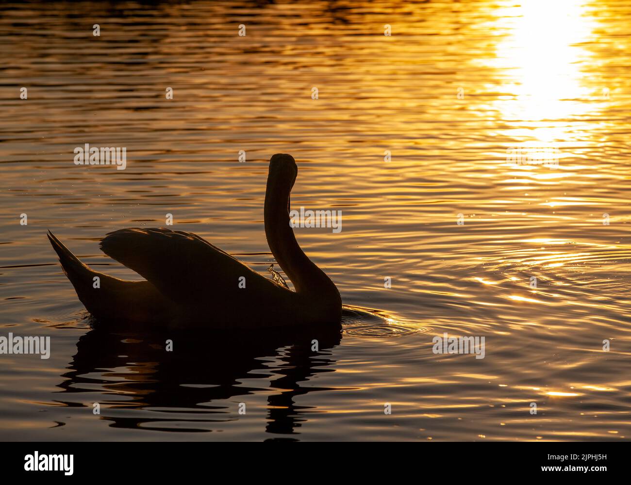 White swans floating in the lake during sunset, beautiful golden sun ...