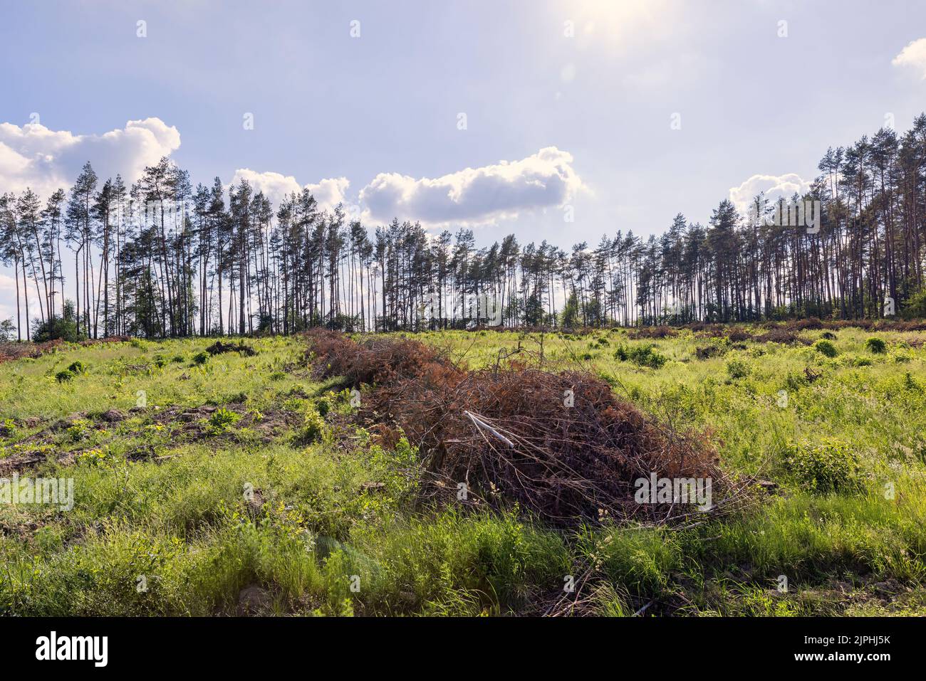 deforestation and timber harvesting in eastern Europe, felled and sawn ...