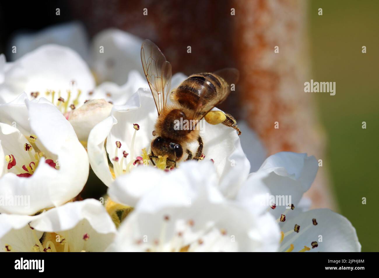 Fruit and flowers with animals hi-res stock photography and images - Alamy