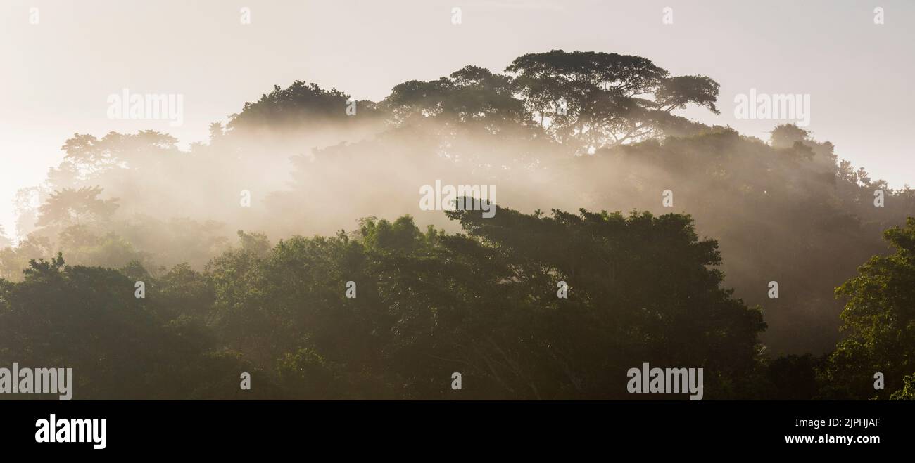 Panama panorama landscape with damp and misty rainforest at sunrise in ...