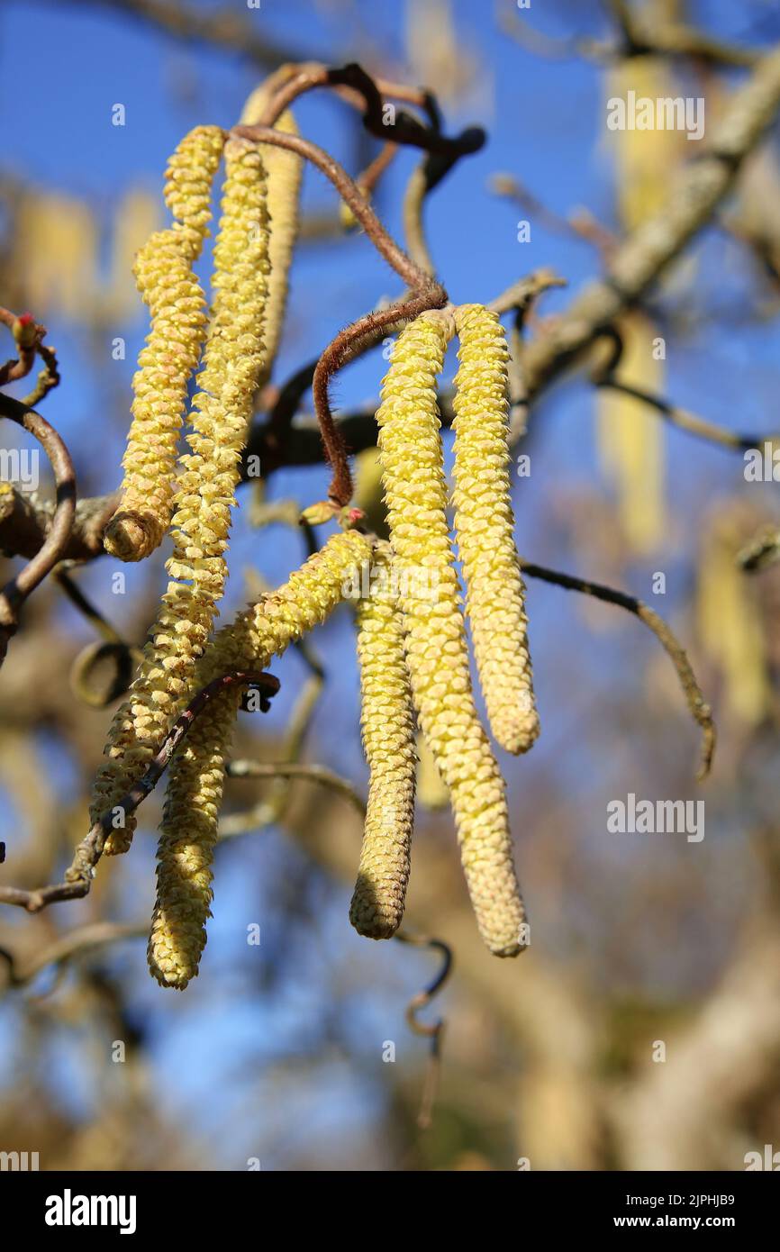 inflorescence, common hazel, corylus avellana, inflorescences, common ...