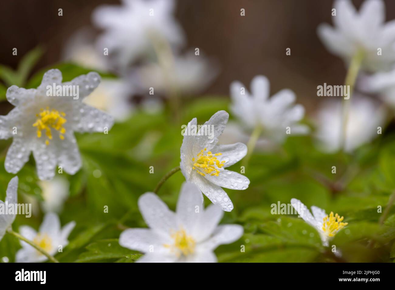 beautiful spring anemones growing in the forest, beautiful flowers ...