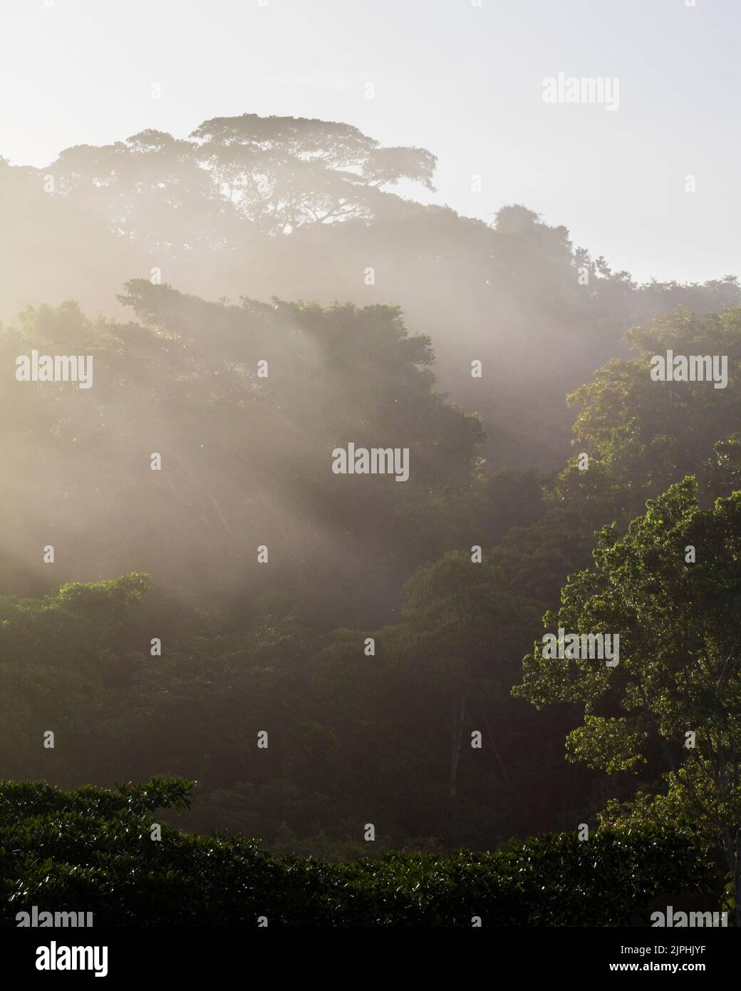Panama landscape with damp and misty rainforest at sunrise in Soberania ...