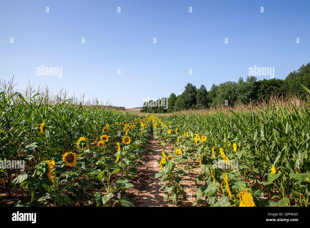 an agricultural field where unripe green corn grows, a field for ...