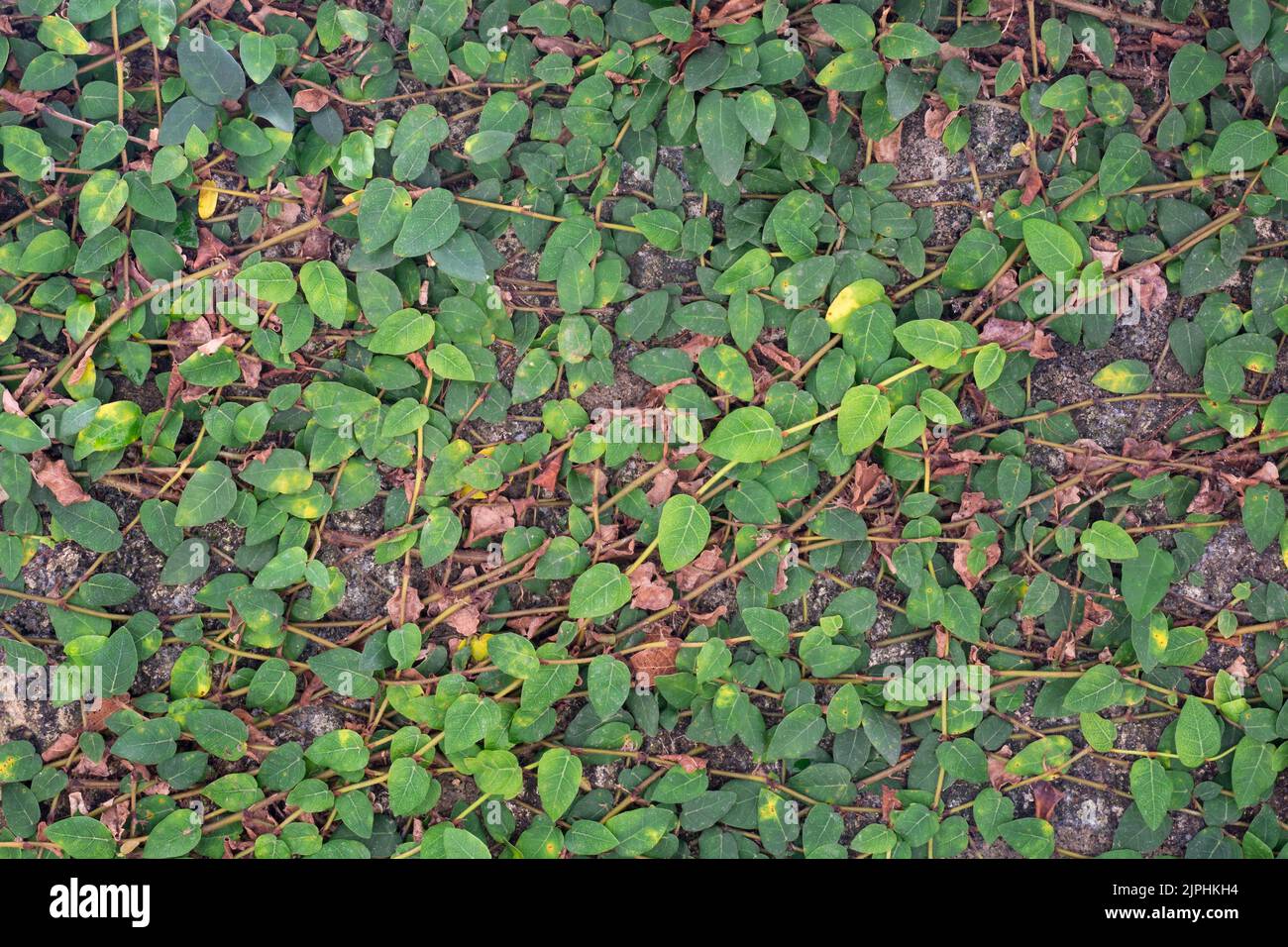 creeping fig or climbing fig plant, ficus pumila, vigorous and fast ...