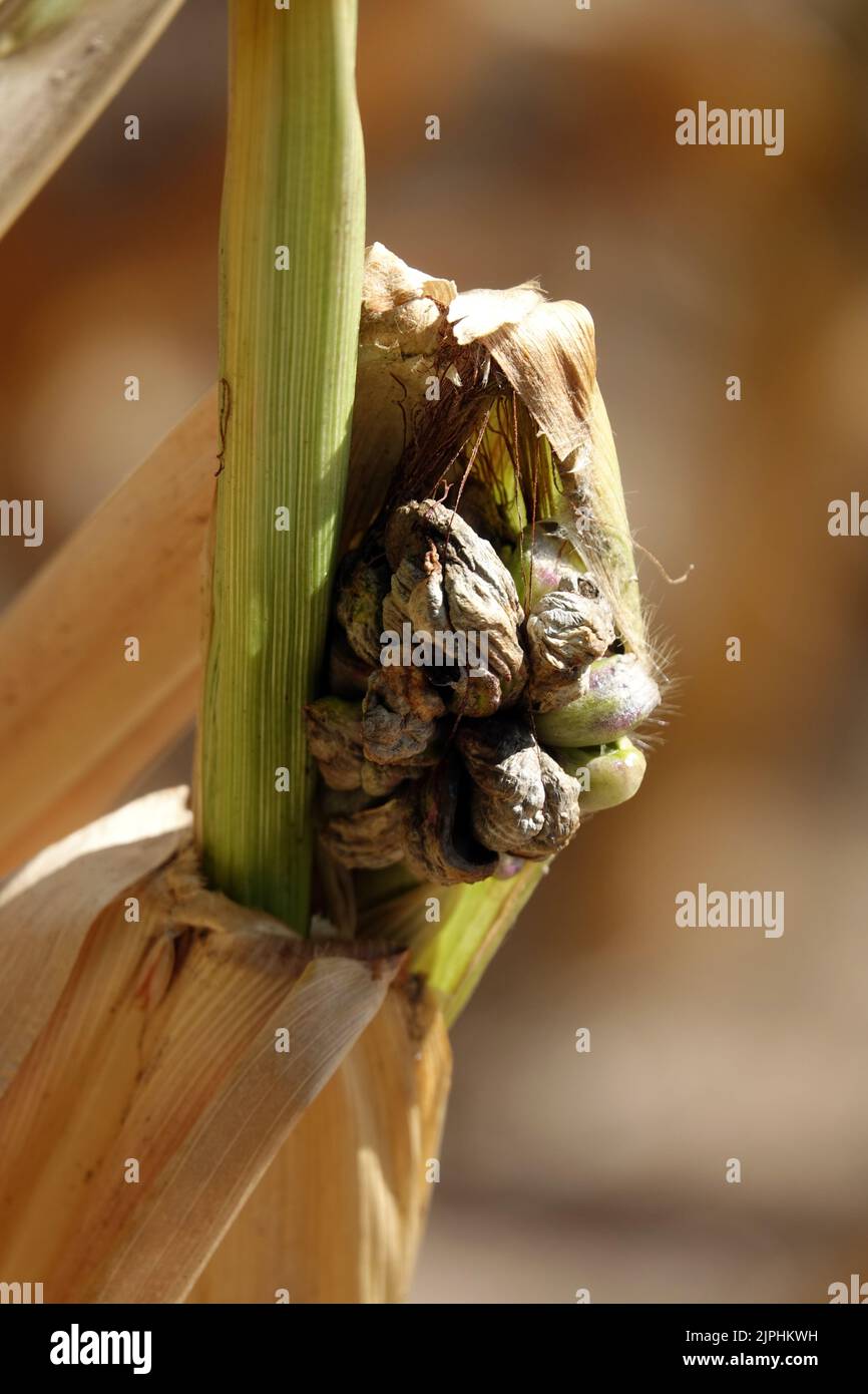 maize, global warming, miss harvest, corn crops Stock Photo - Alamy