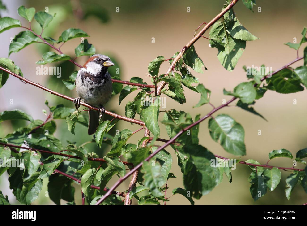 Haussperling / House sparrow / Passer domesticus Stock Photo - Alamy