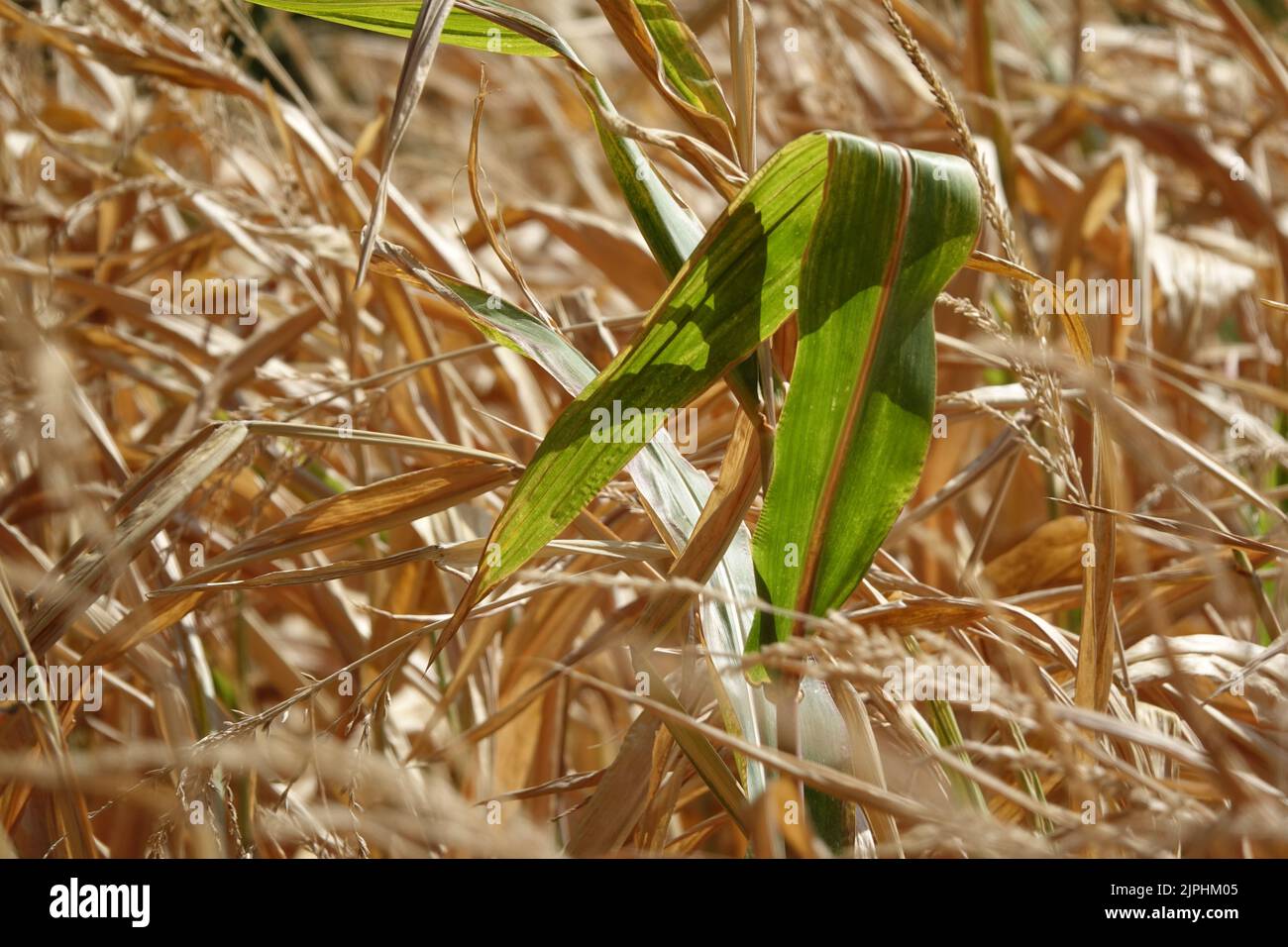 drought, maize plant, arid, droughts, dry, dryness, corn plants Stock ...