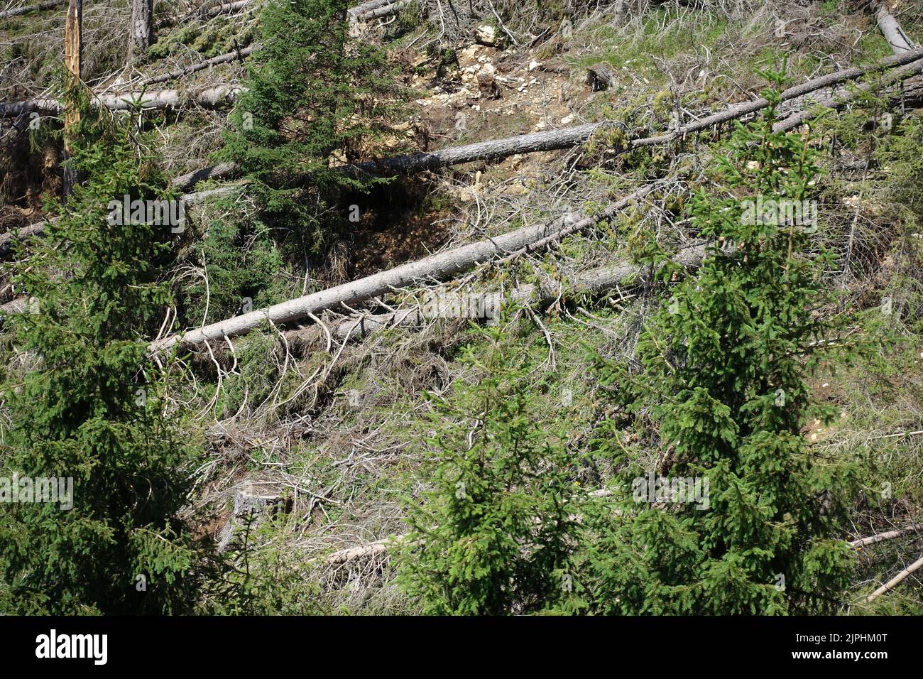 grubbing, storm damage, tree damage, storm damages, tree damages Stock ...