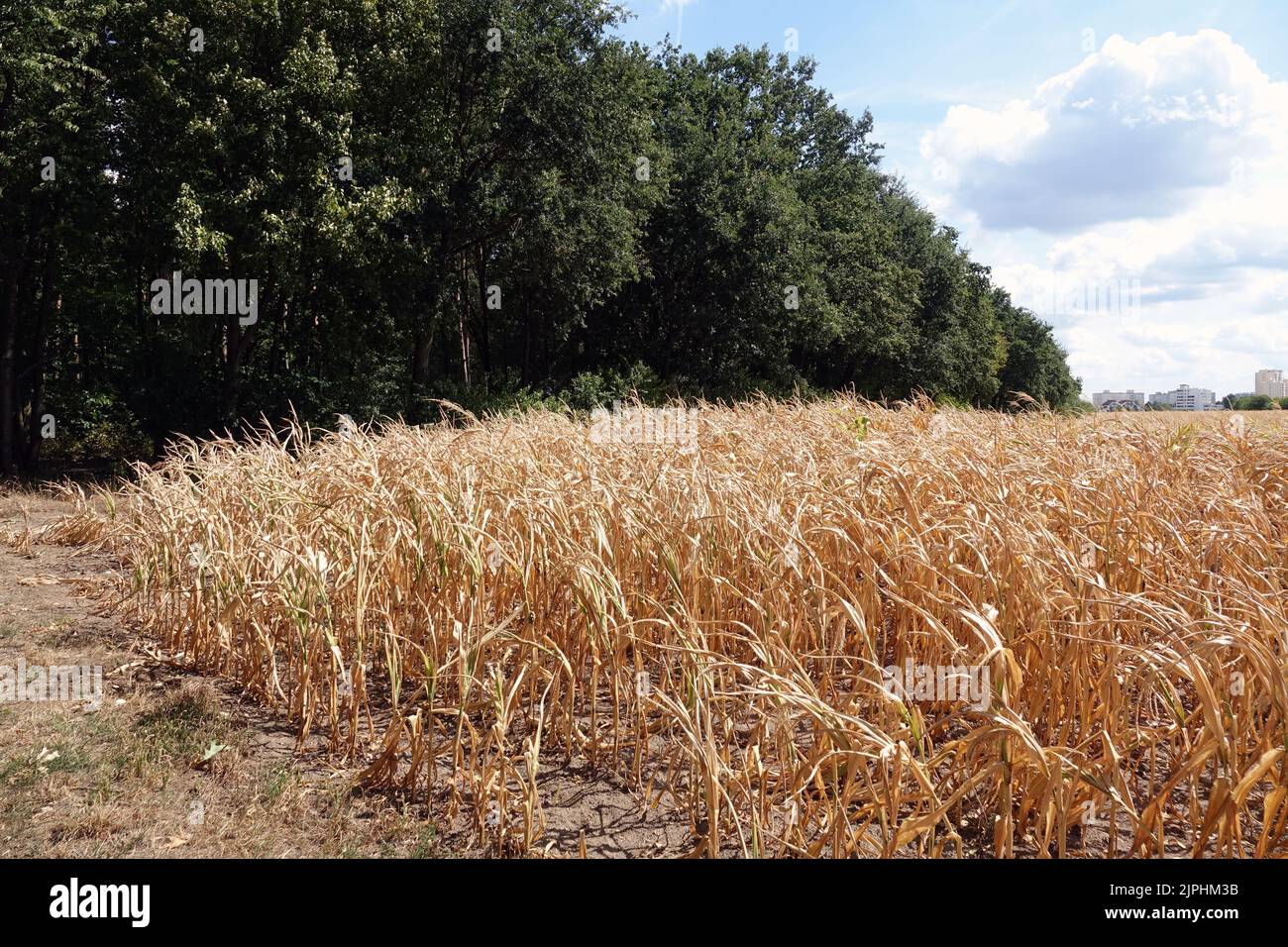 agriculture, drought, maize field, agricultures, arid, droughts, dry ...