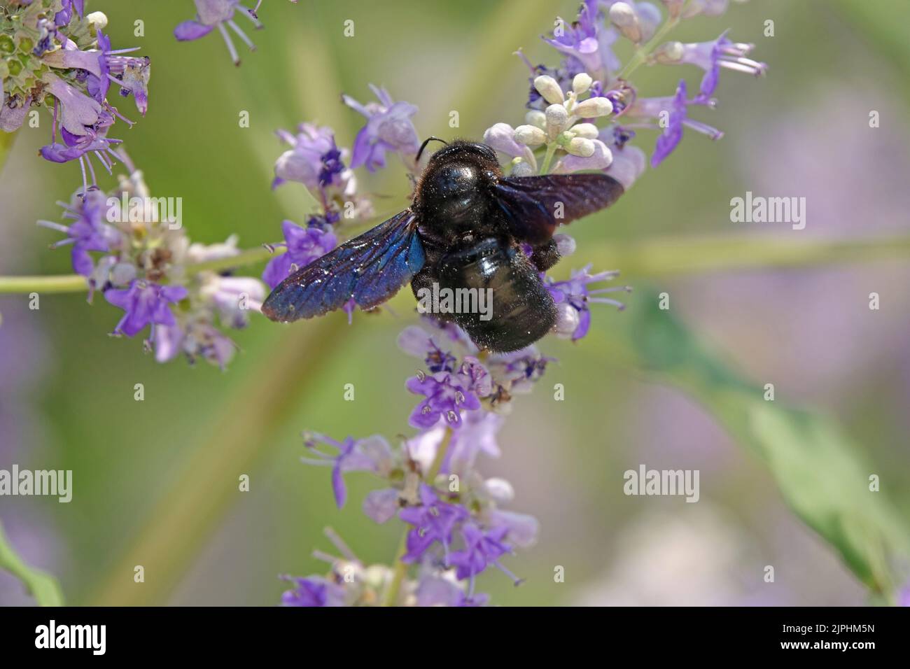 violet carpenter bee, xylocopa violacea Stock Photo - Alamy