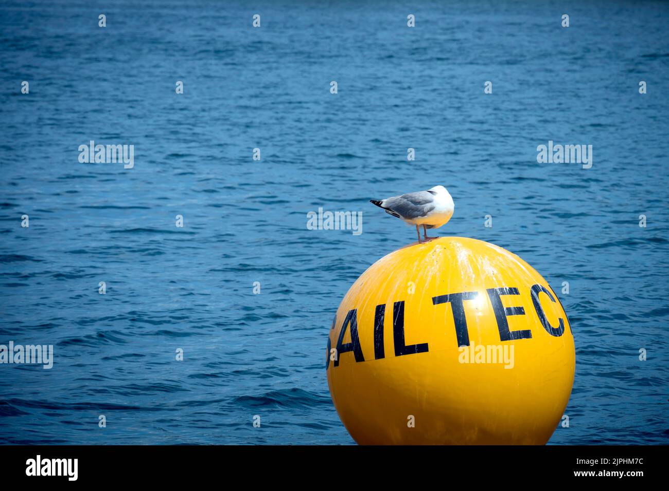 Seagull stand on yellow bouys Stock Photo - Alamy
