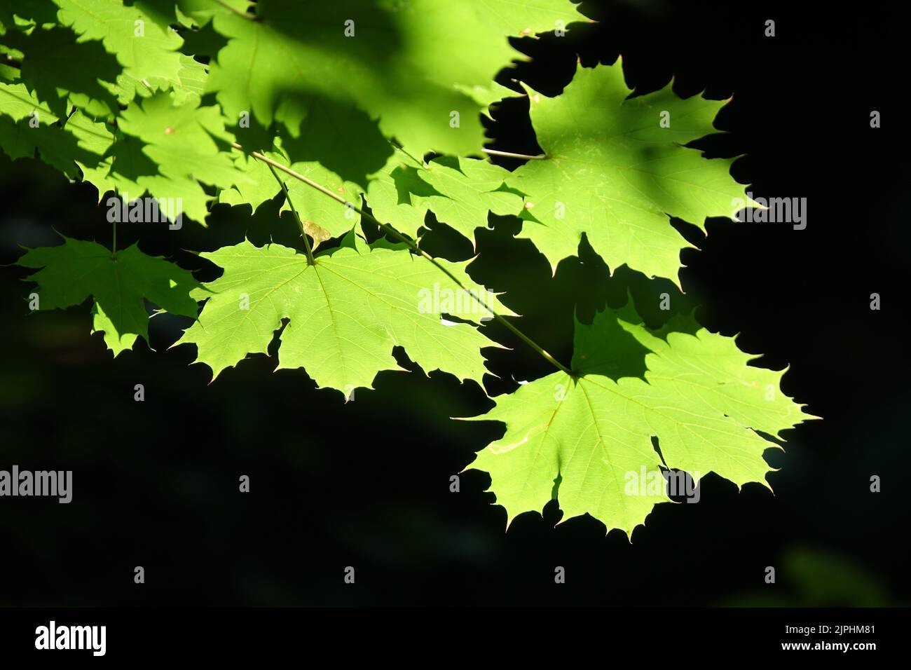 Maple leaved plane hi-res stock photography and images - Alamy