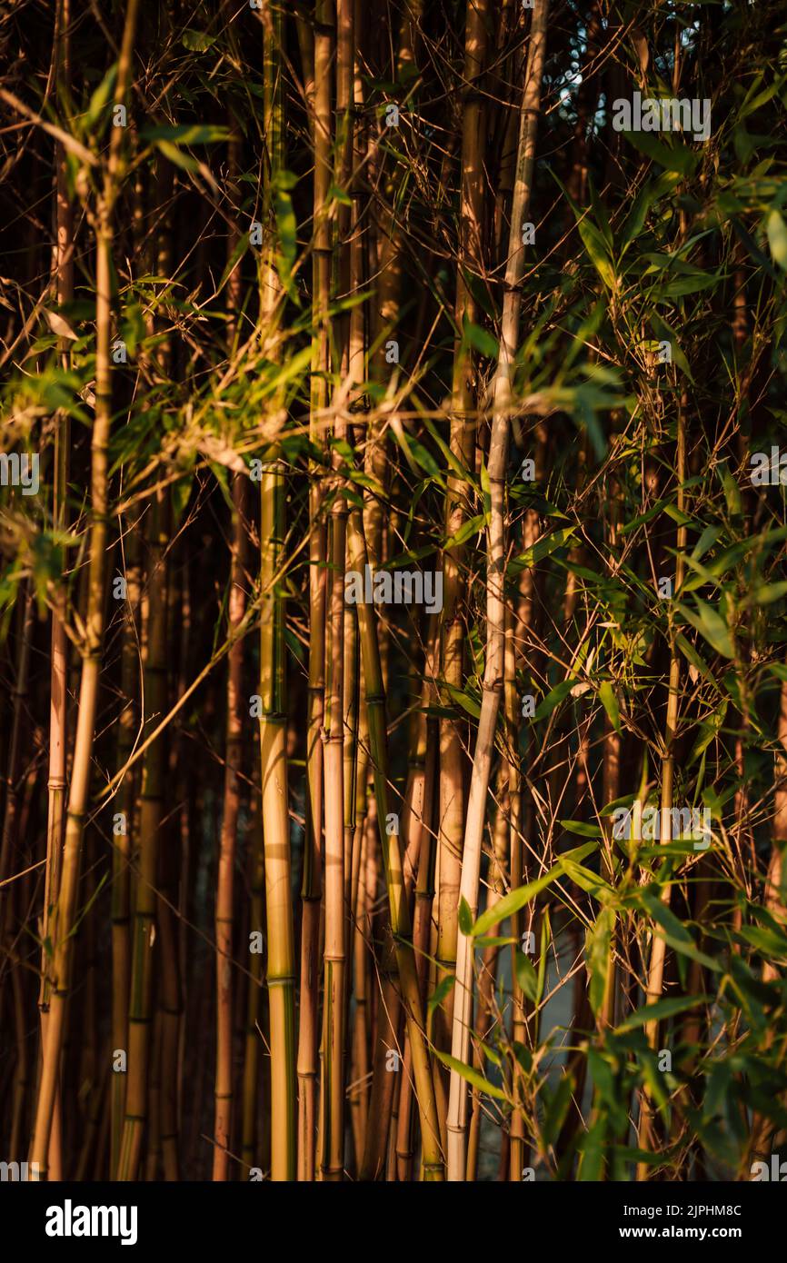 Bamboo forest sunset hi-res stock photography and images - Alamy