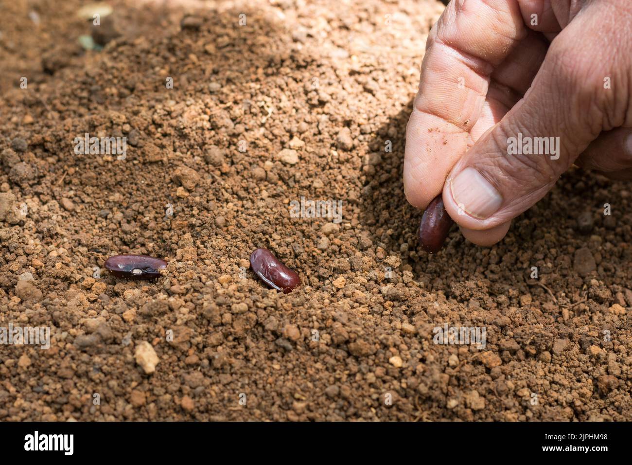 close-up of farmer's hand sowing seeds on soil, planting beans seeds ...
