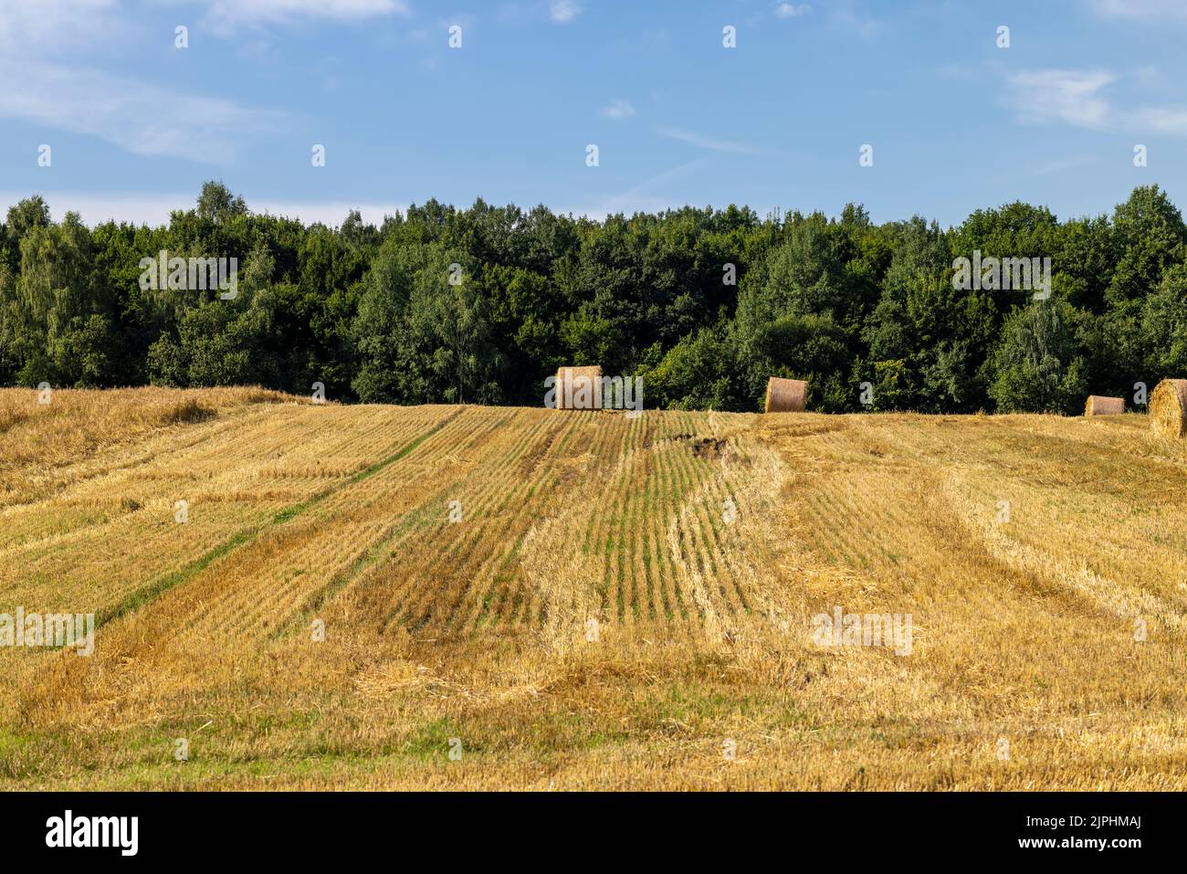 Agricultural field with harvested wheat and straw in stacks, twisted ...