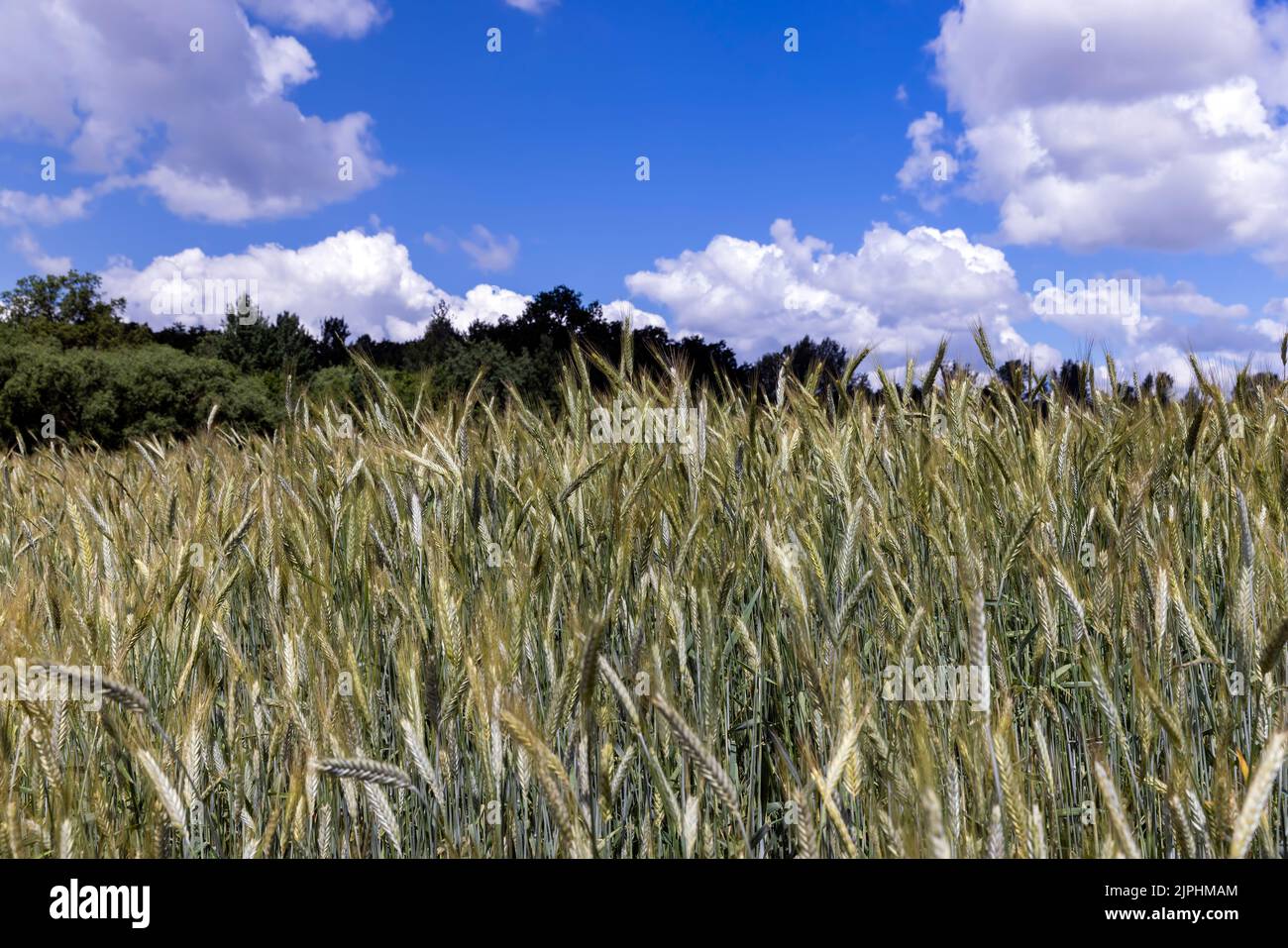 Wheat field with unripe wheat swaying in the wind , summer time of the ...