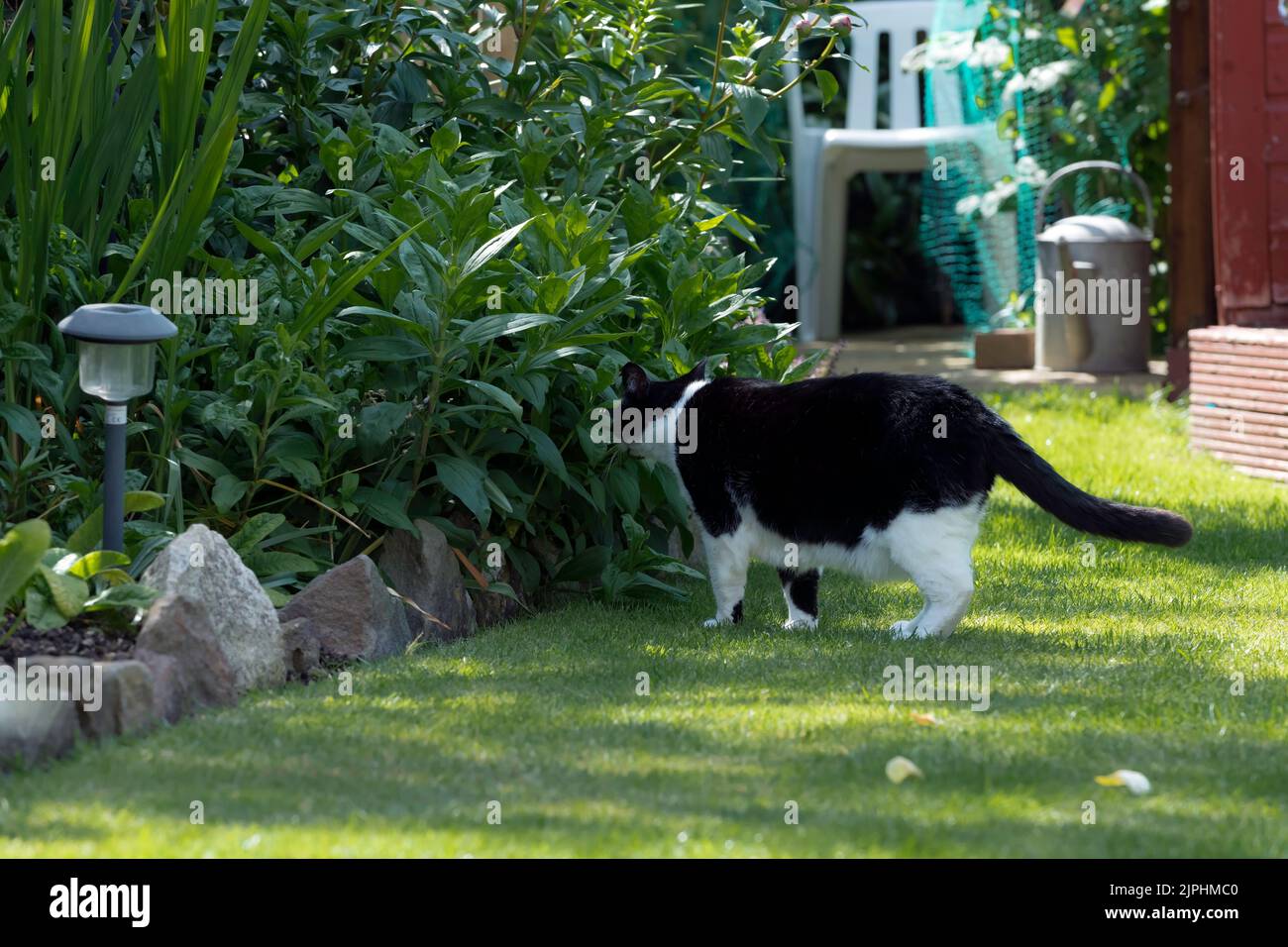 Cat sniff the plant at the garden Stock Photo - Alamy