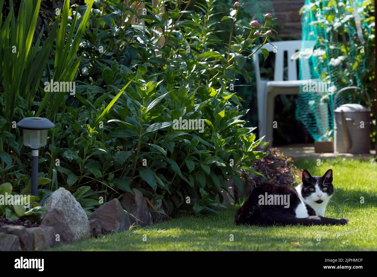 Cat rest at the garden Stock Photo - Alamy