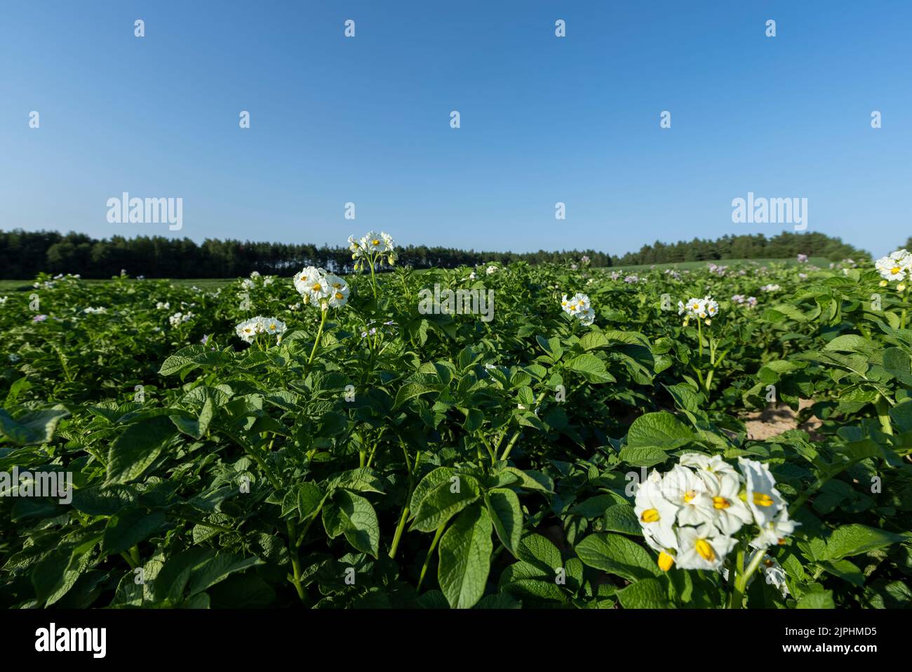 Potato field with green bushes of flowering potatoes, agricultural ...