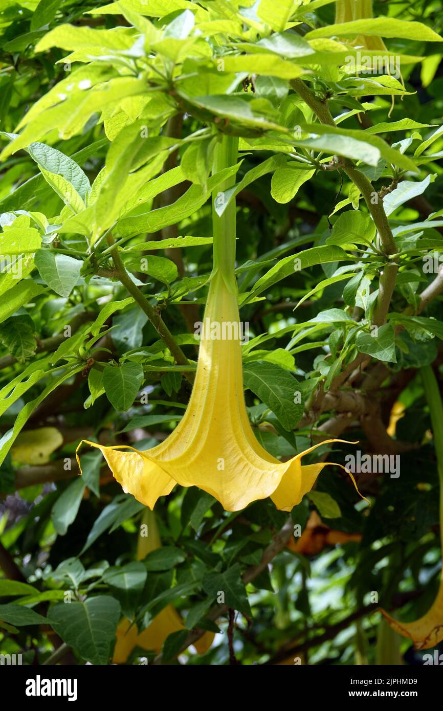 yellow trumpetbush, tecoma stans Stock Photo - Alamy