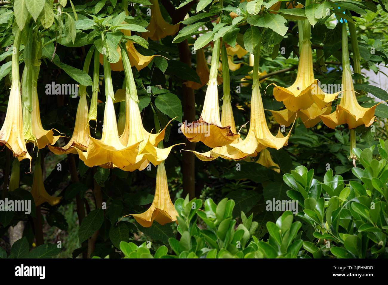 yellow trumpetbush, tecoma stans Stock Photo - Alamy