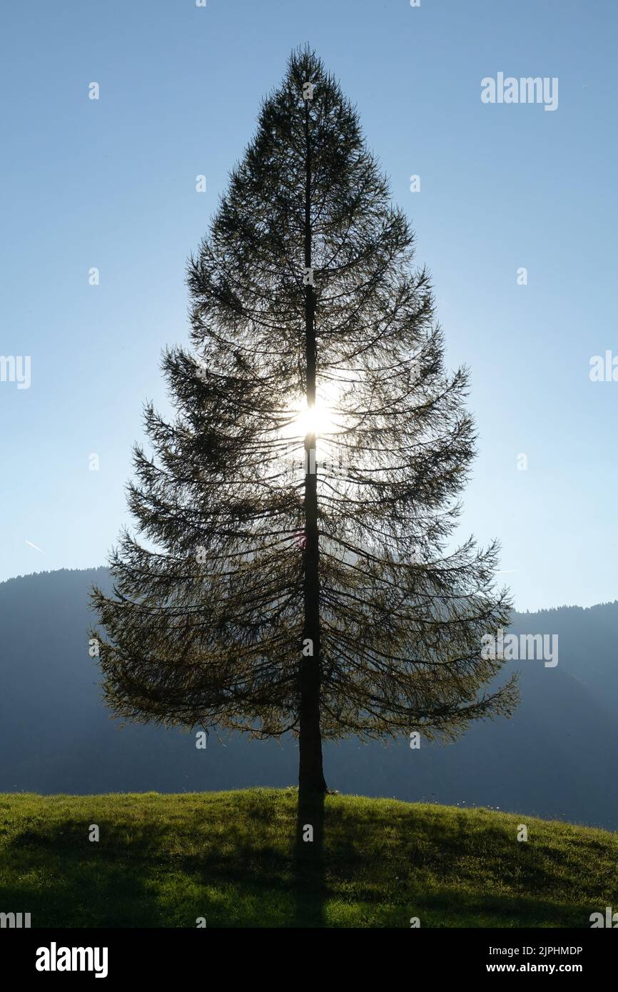 coniferous tree, larch tree, coniferous trees, larch trees Stock Photo ...