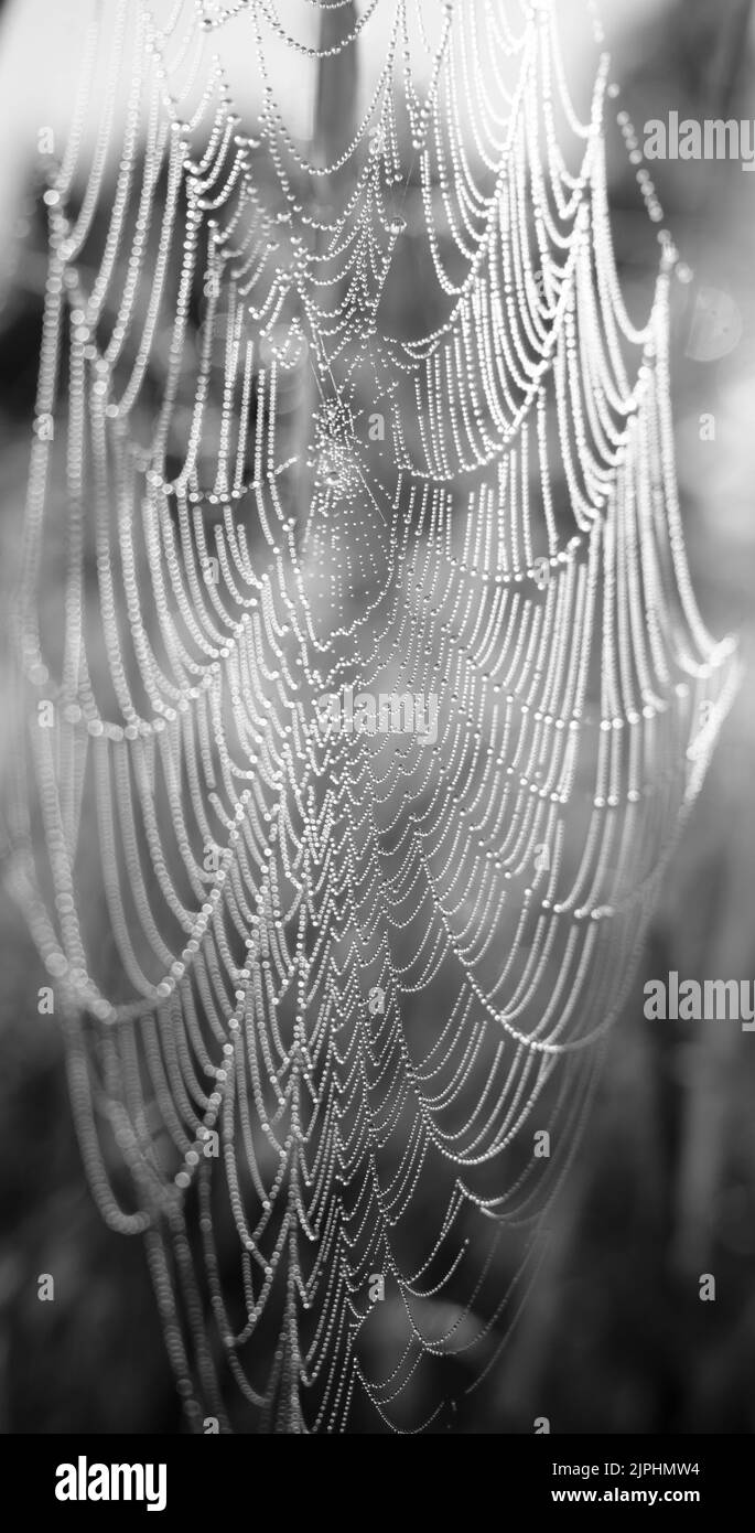 Spider on web in Black and White Stock Photos & Images - Alamy