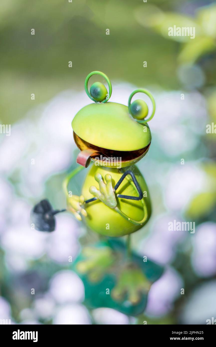 Frog face at the garden Stock Photo - Alamy