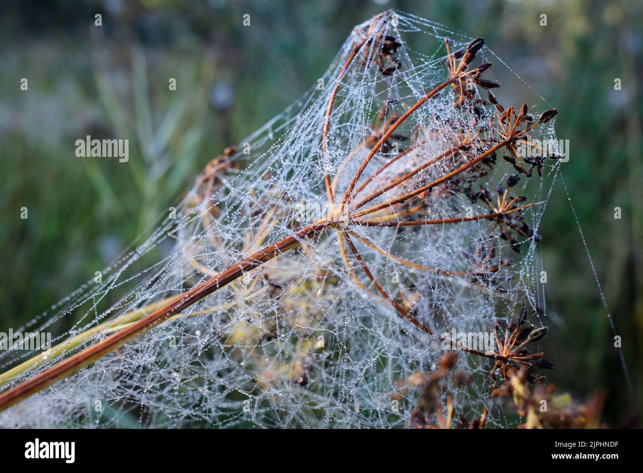 The threads of the spider web covering plant in closeup Stock Photo - Alamy