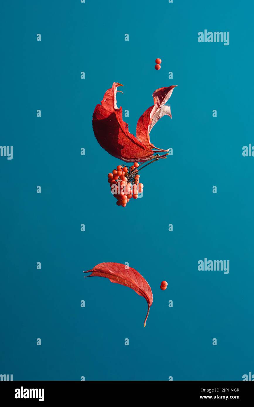 Fall composition. Autumn Red leaves and berries on mirror with ...