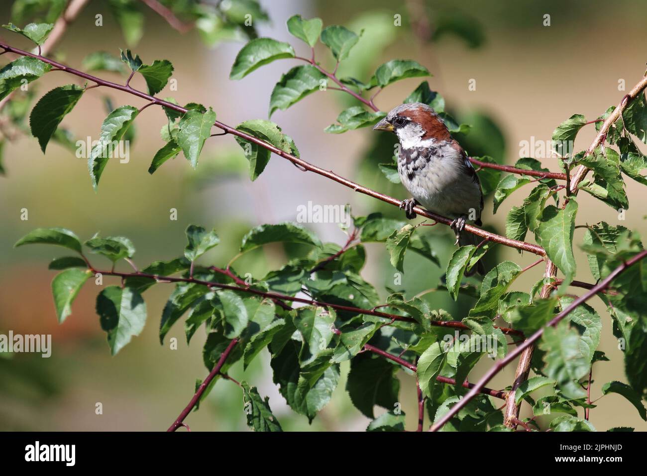 Haussperling / House sparrow / Passer domesticus Stock Photo - Alamy