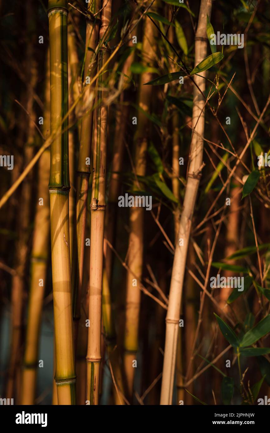 Bamboo. Bamboo forest. Bamboo stalks at sunset Stock Photo - Alamy