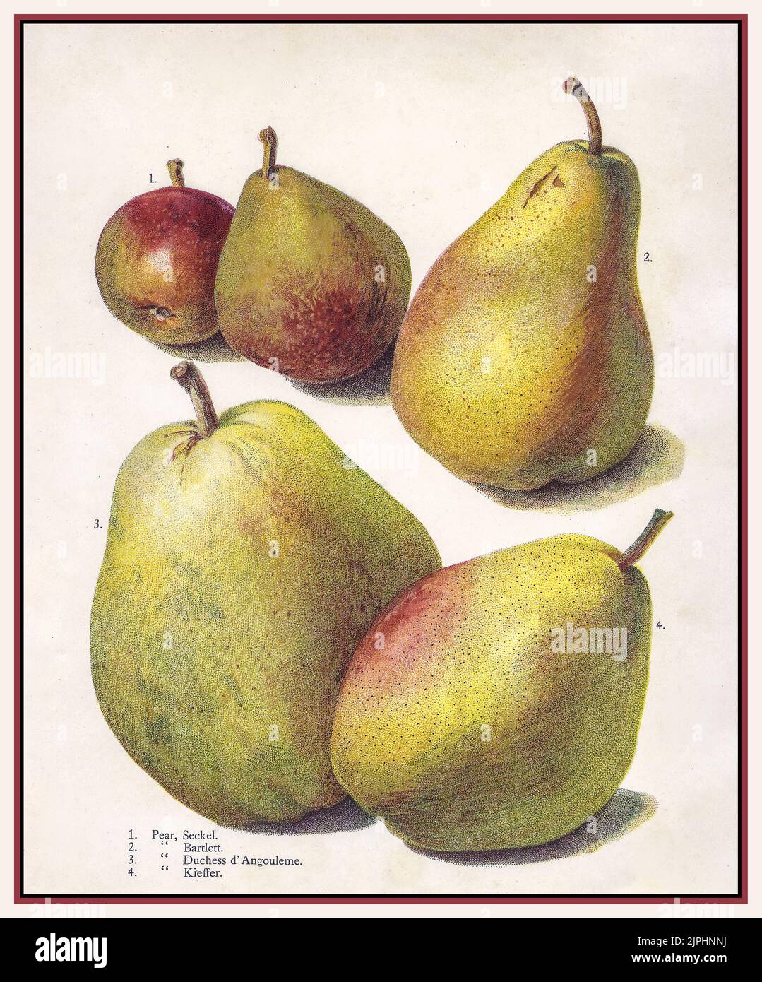 PEAR PEARS Vintage 1900s lithograph of Pears varieties No 1 Pear Seckel ...