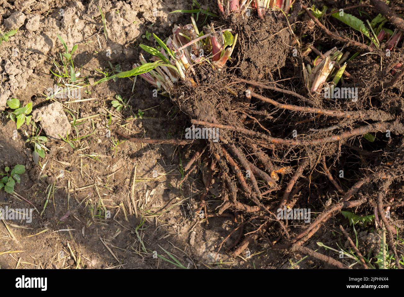Uprooted weeds in the field, large weeds with large roots during ...