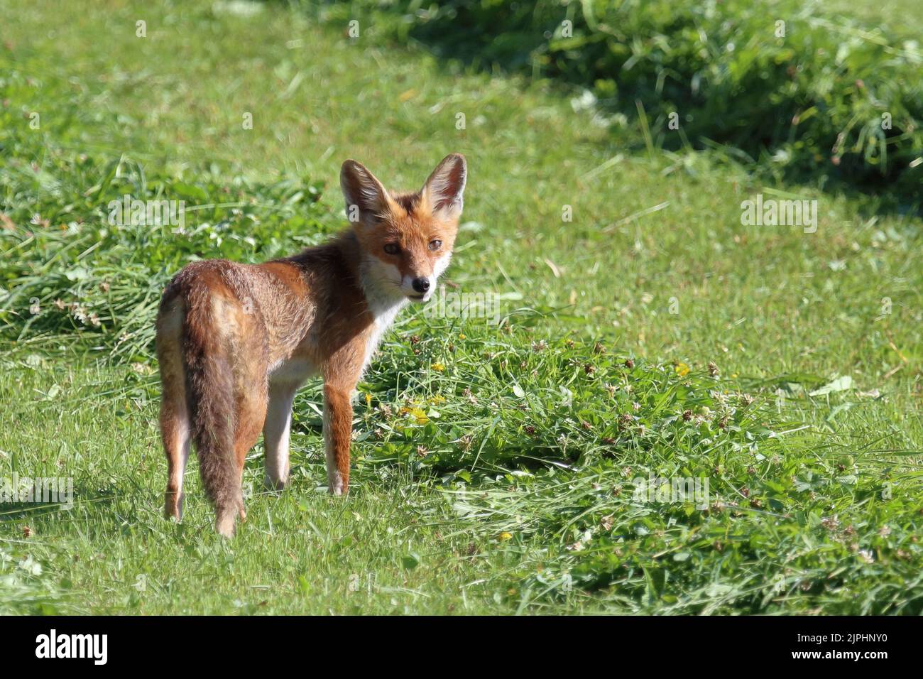 Rotfuchs / Red fox / Vulpes vulpes Stock Photo - Alamy