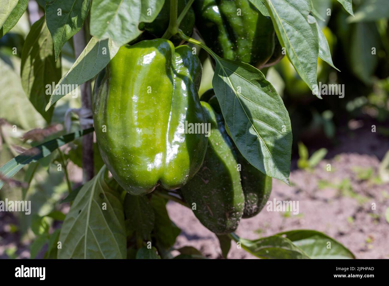 Growing green bell peppers hi-res stock photography and images - Alamy