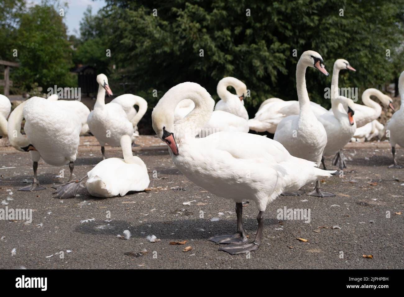 Staines-upon-Thames, Surrey, UK. 18th August, 2022. Hungry swans in car ...