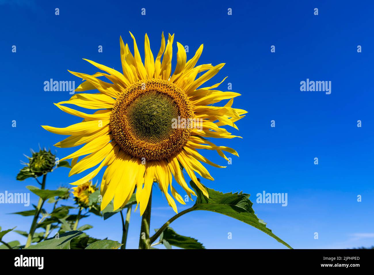 Beautiful blooming flowers sunflowers in the field, sunflowers are ...