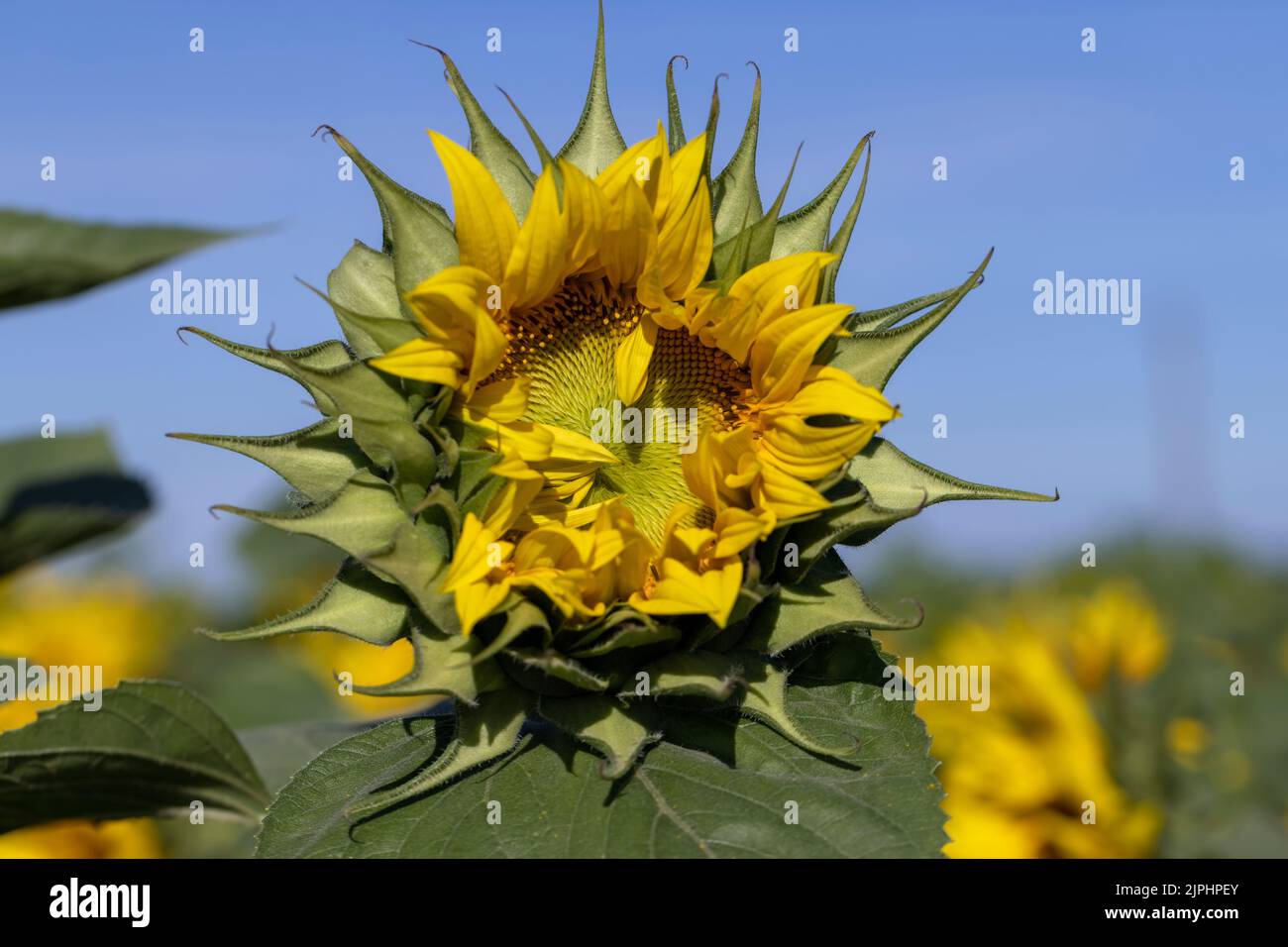 Beautiful blooming flowers sunflowers in the field, sunflowers are ...