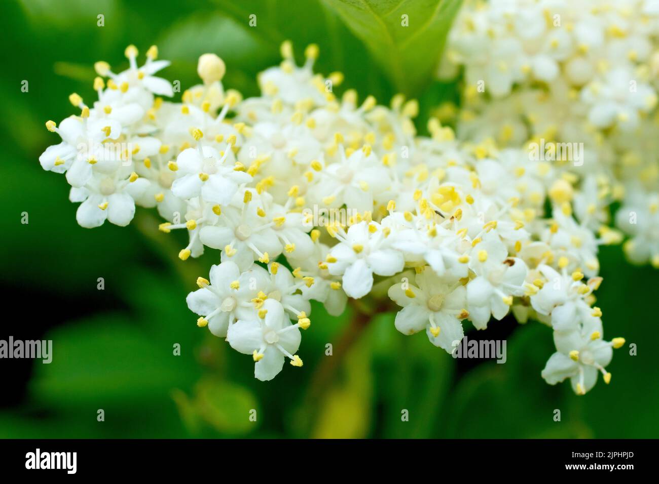 Elder, Elderflower or Elderberry (sambucus nigra), close up showing ...