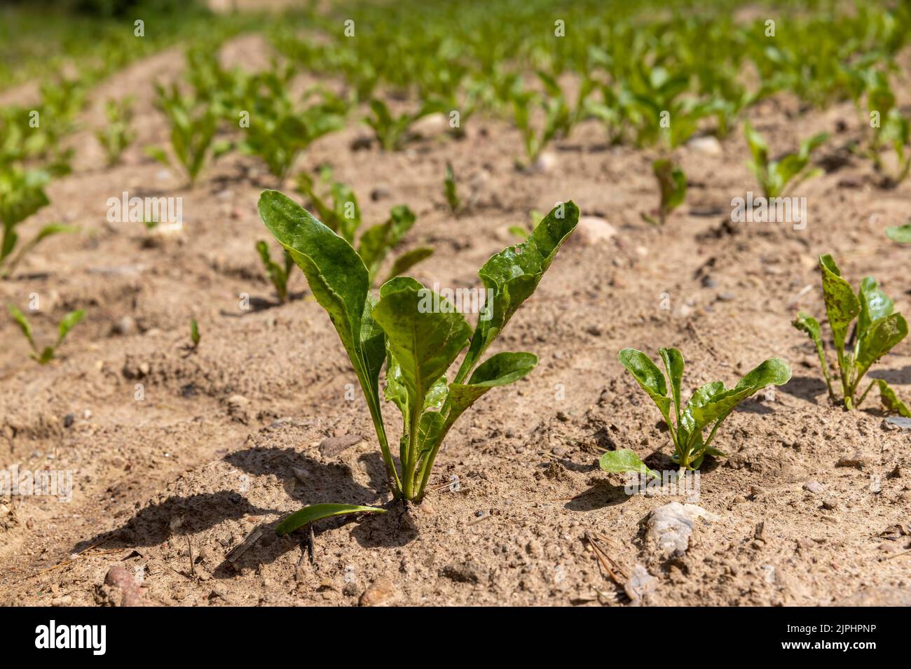 Sugar beet in an agricultural field in the summer, growing white sugar ...