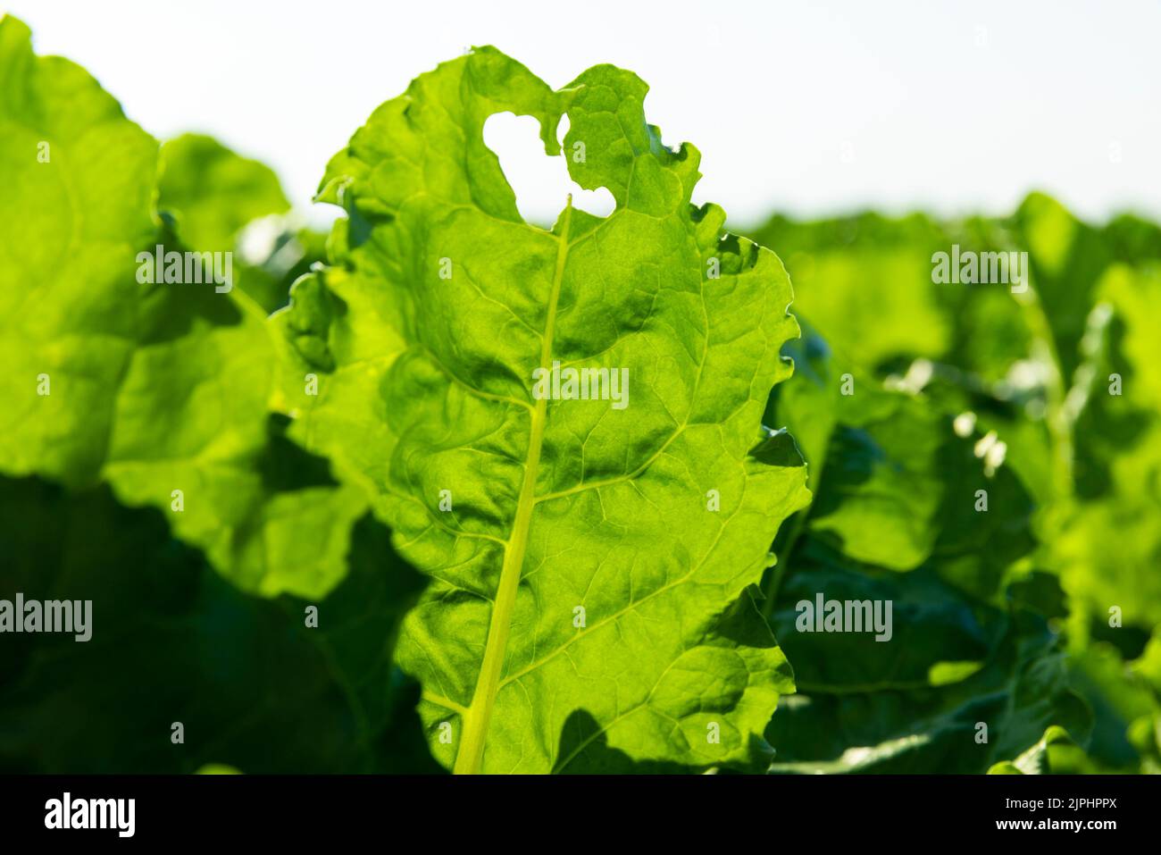 The green foliage of sweet sugar beet growing in the field of beets for ...