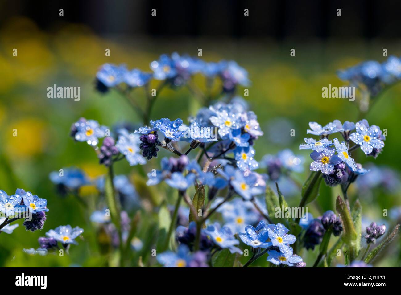 beautiful blue flowers in the spring season in drops of water , growing ...