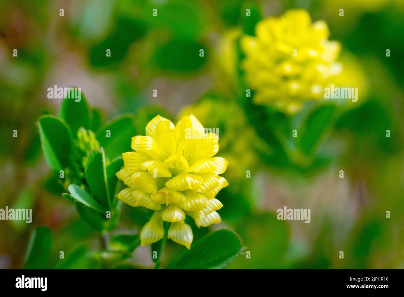 Hop Trefoil (trifolium campestre), close up of the small papery yellow ...