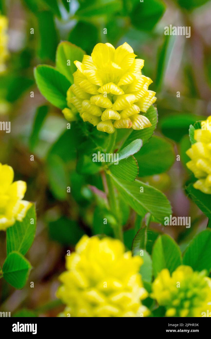 Hop Trefoil (trifolium campestre), close up of the small papery yellow ...