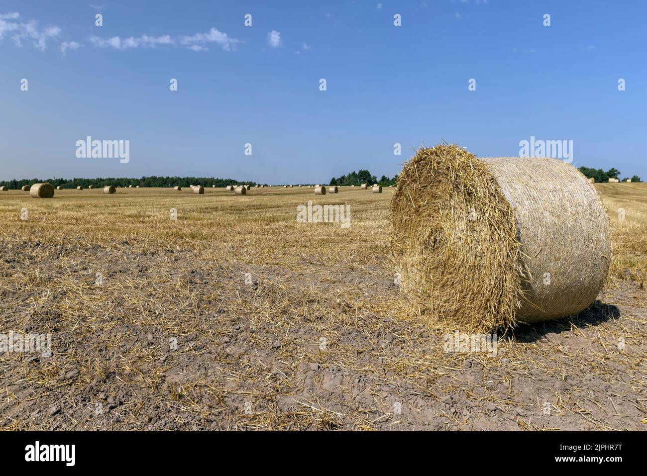 Agricultural field with harvested wheat and straw in stacks, twisted ...